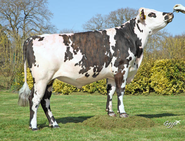 Catálogo Toros - Normando - Detalle