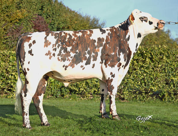 Catálogo Toros - Normando - Detalle