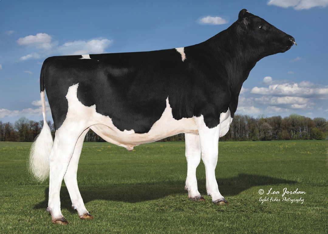 Catálogo Toros - USA - Detalle Holstein