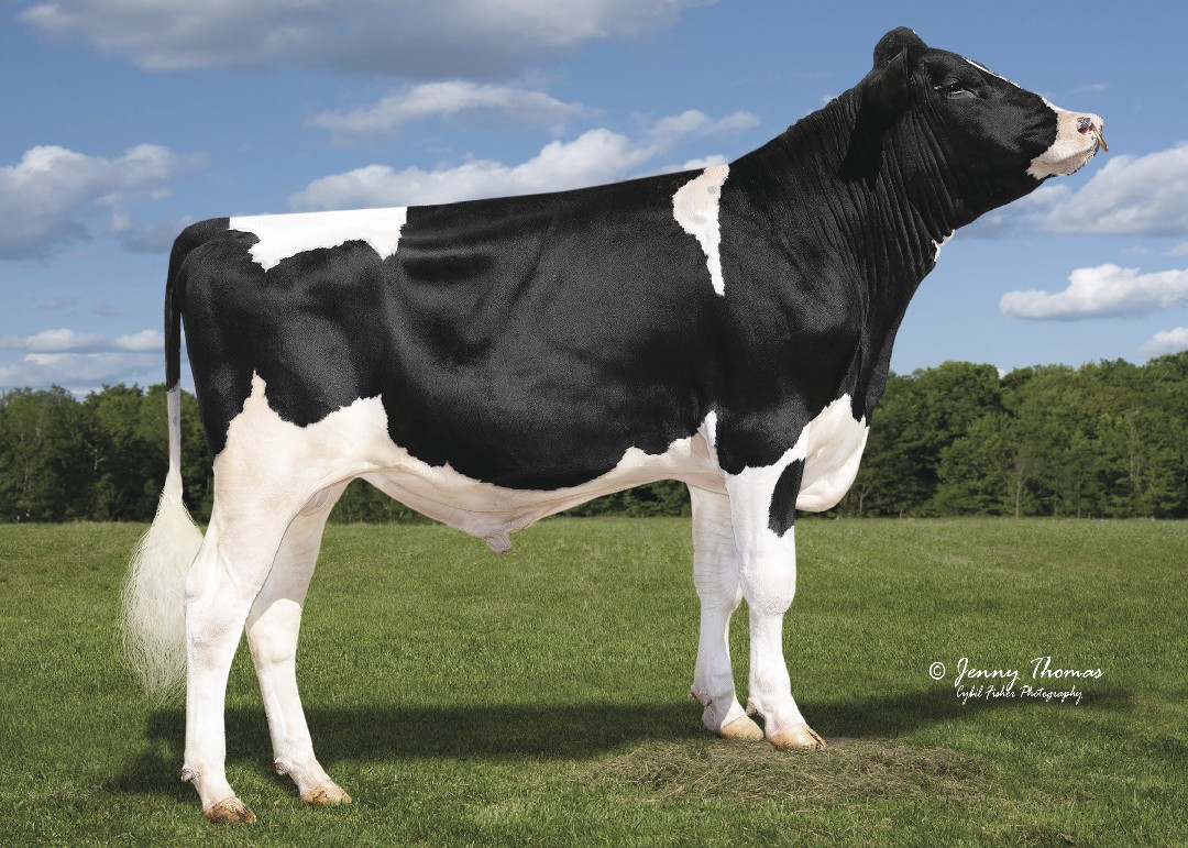 Catálogo Toros - USA - Detalle Holstein